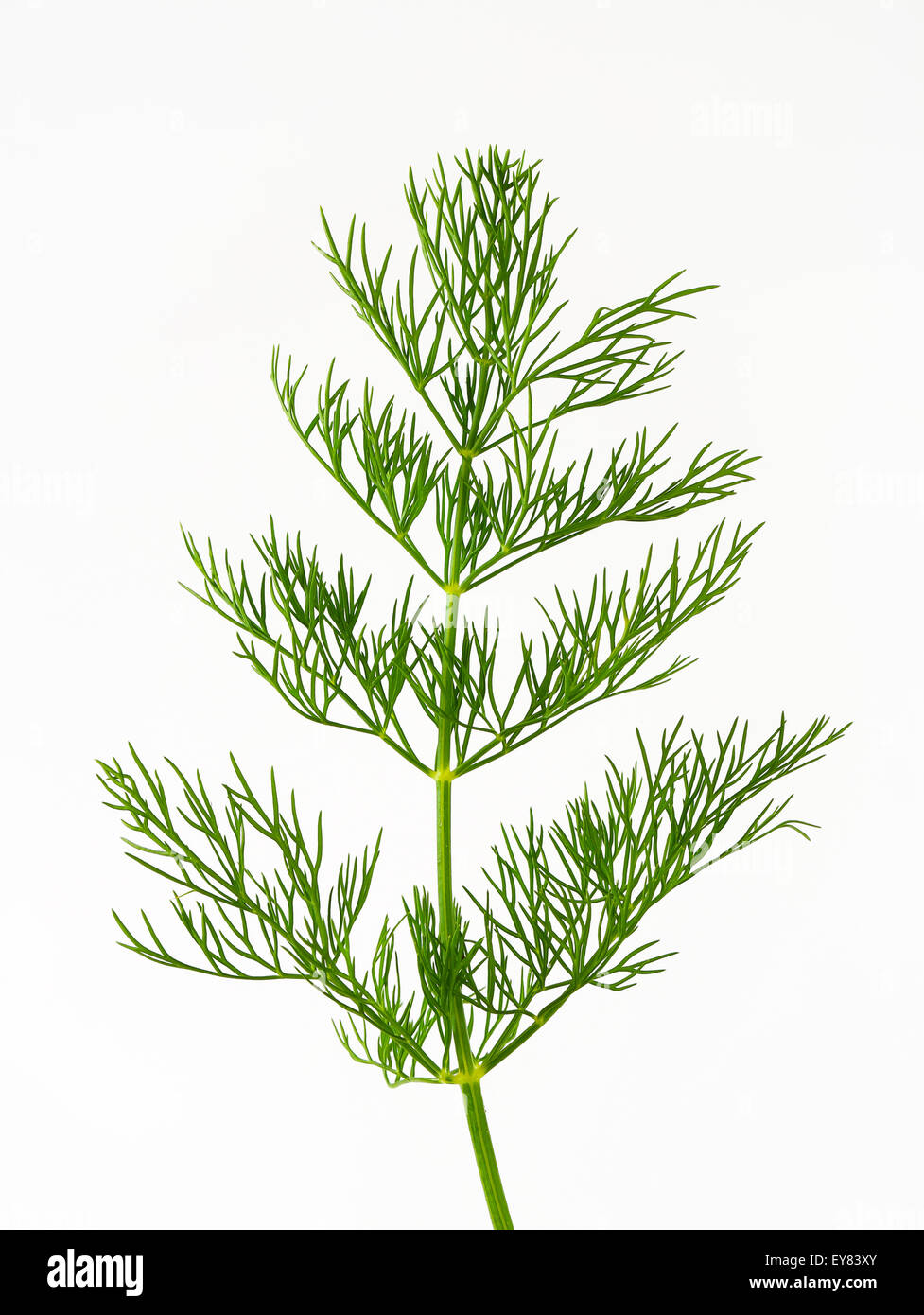 Sprig of fresh dill weed Stock Photo - Alamy