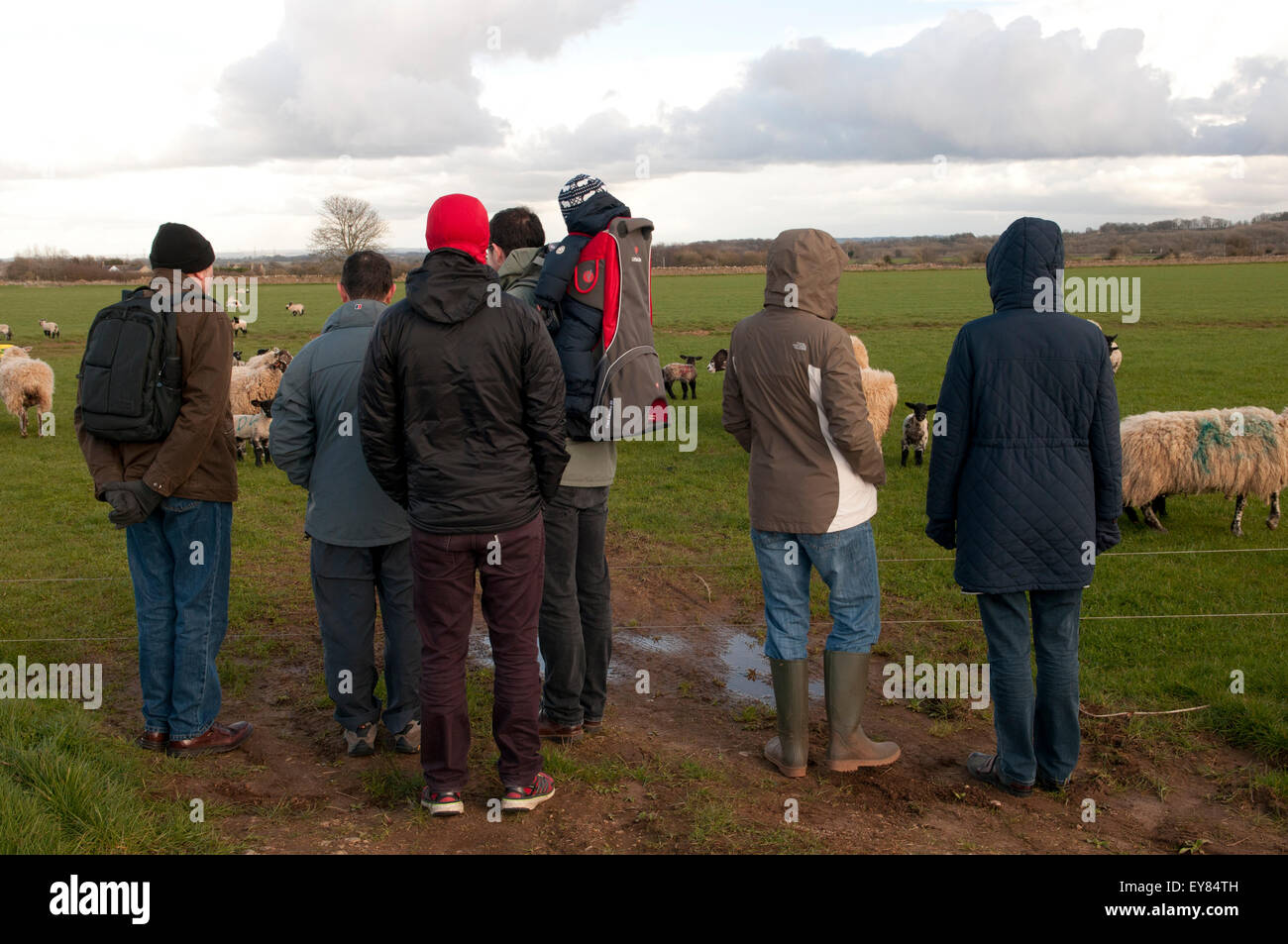 Rear view of a family looking at a field of sheep Stock Photo - Alamy