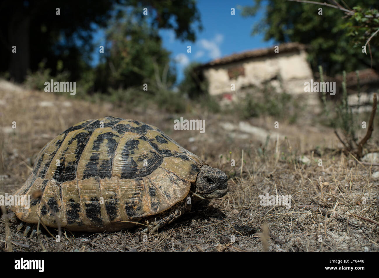 Tortoise hermanns testudo hermanni hi-res stock photography and images ...