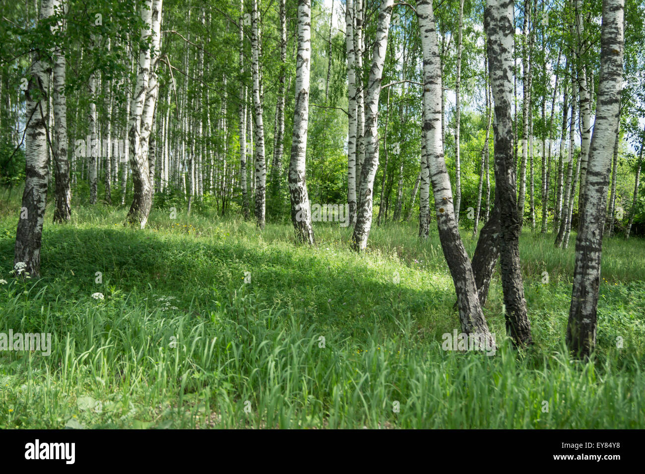 Birch groves hi-res stock photography and images - Alamy