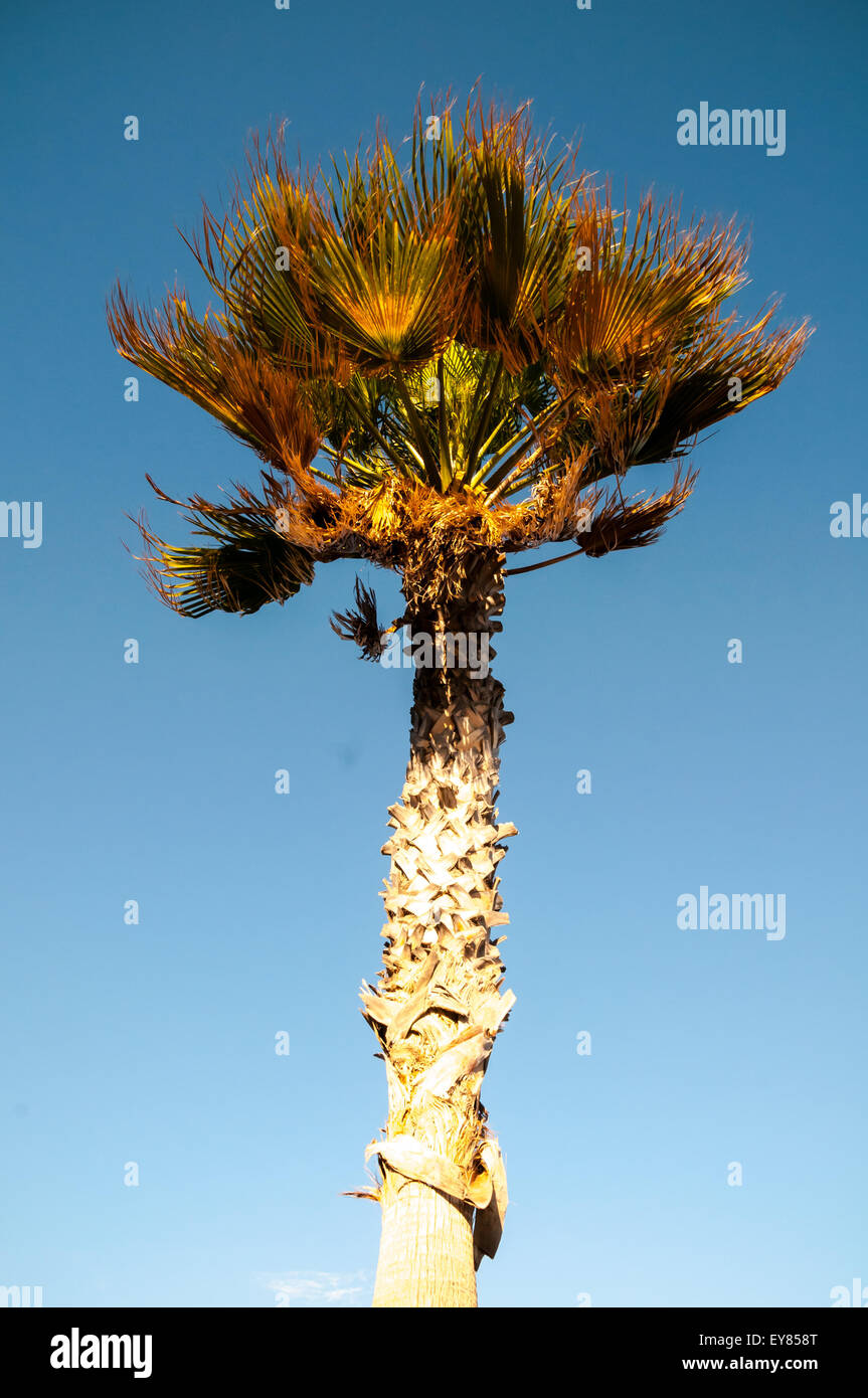 Green Palm Canarian Tree Stock Photo - Alamy