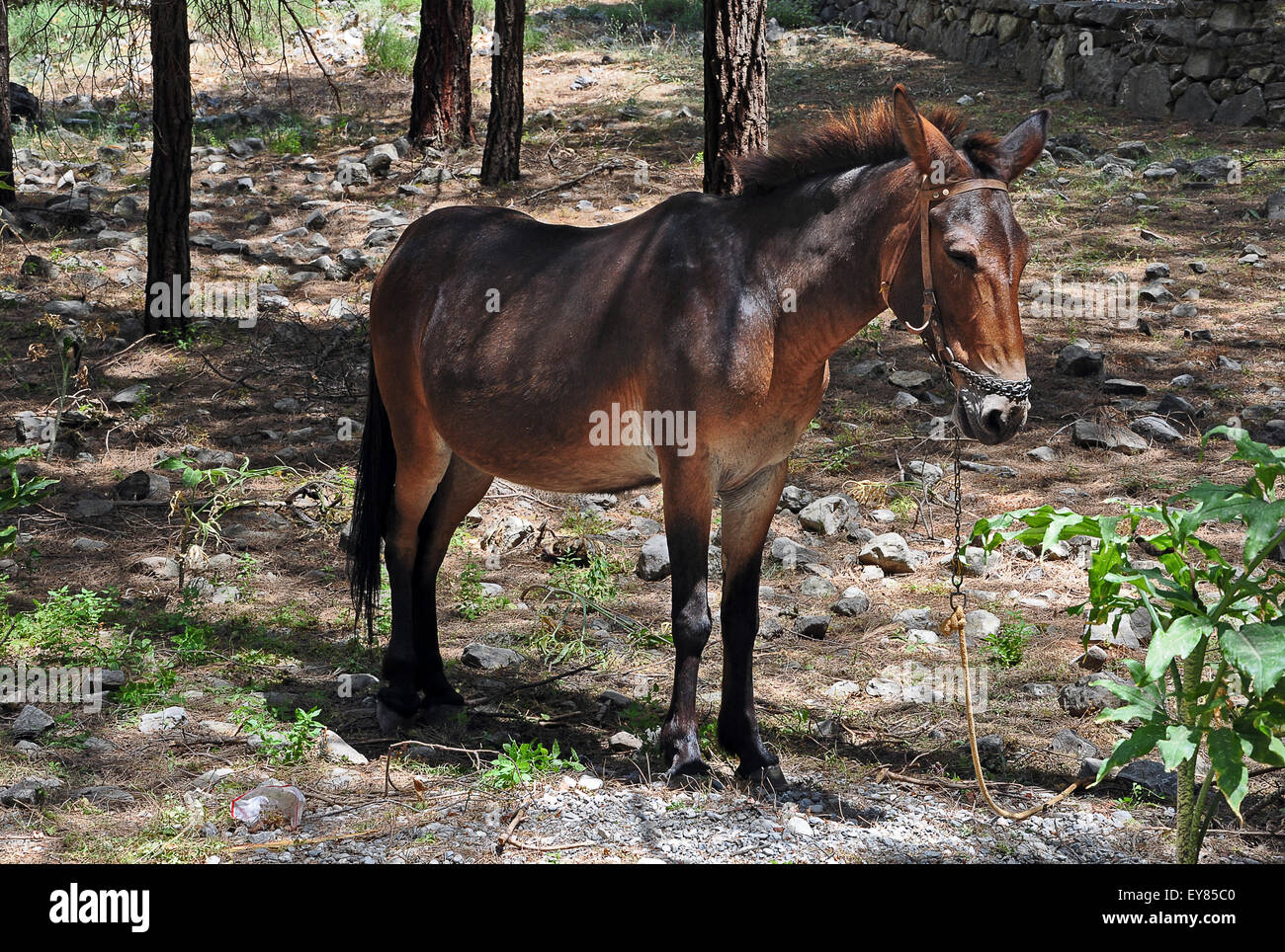 Donkey, Samaria Gorge National Park, Crete, Greece Stock Photo - Alamy