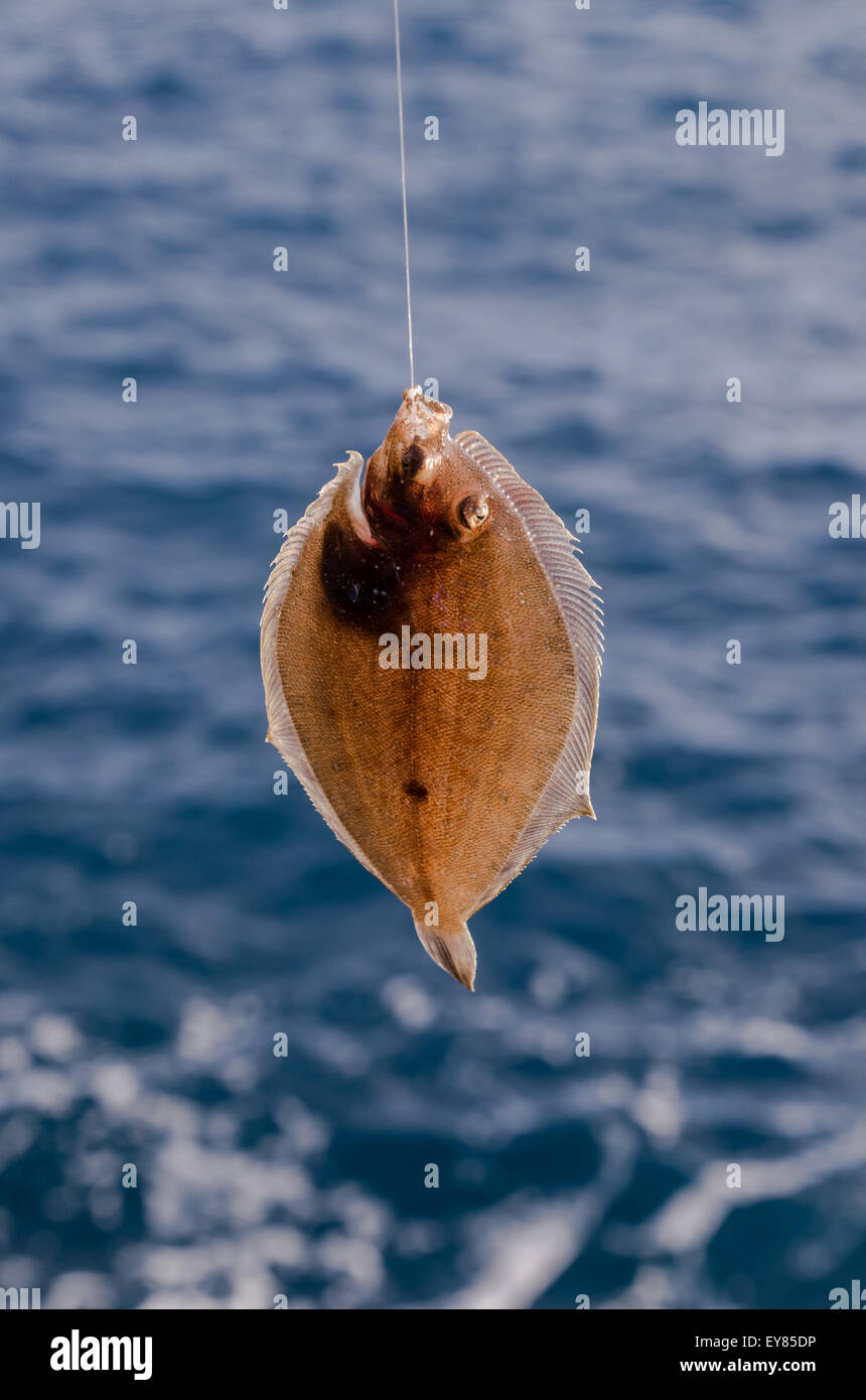 Whole Single Fresh Sole Fish Stock Photo - Alamy