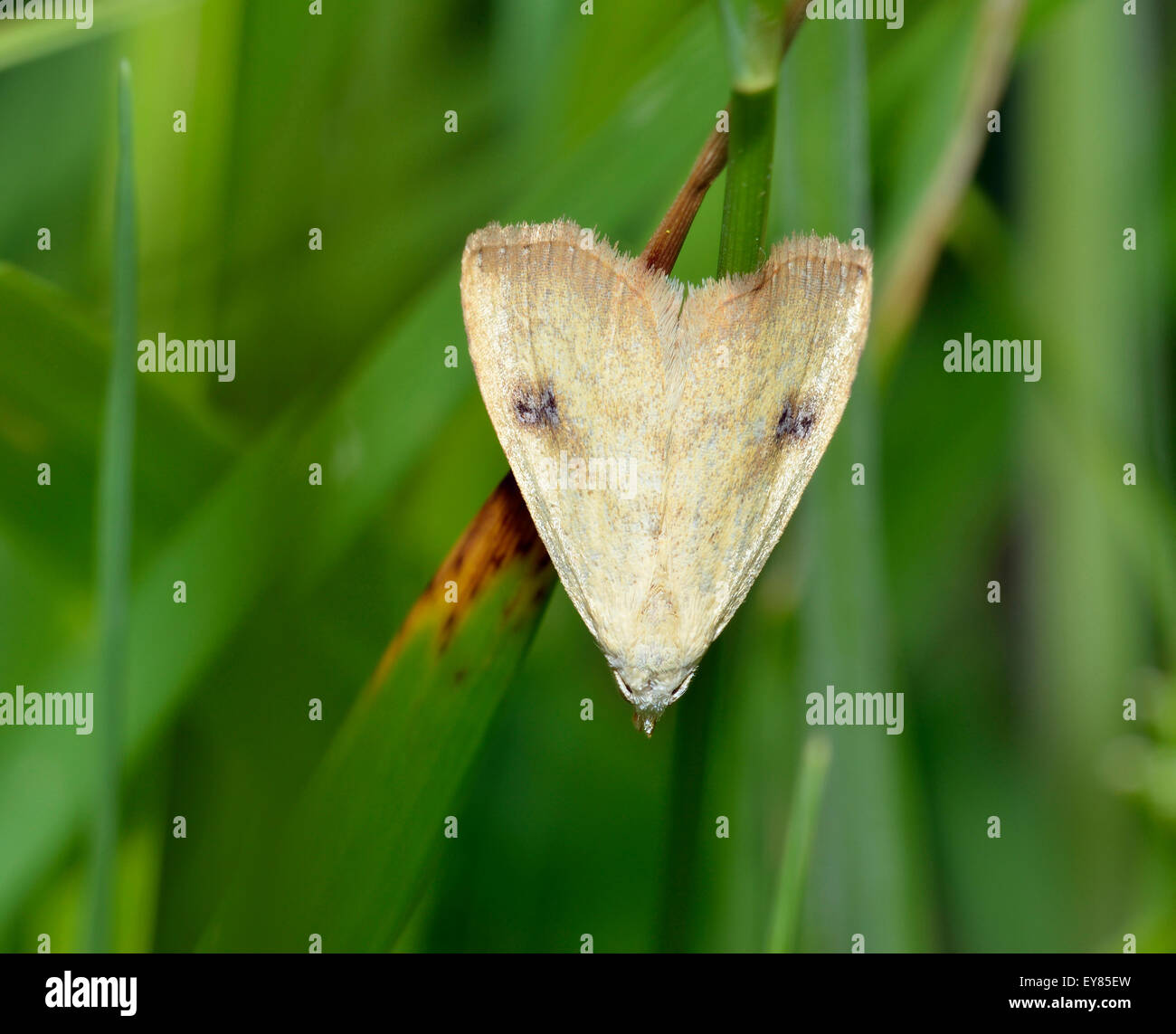 Straw Dot Moth - Rivula sericealis Stock Photo - Alamy