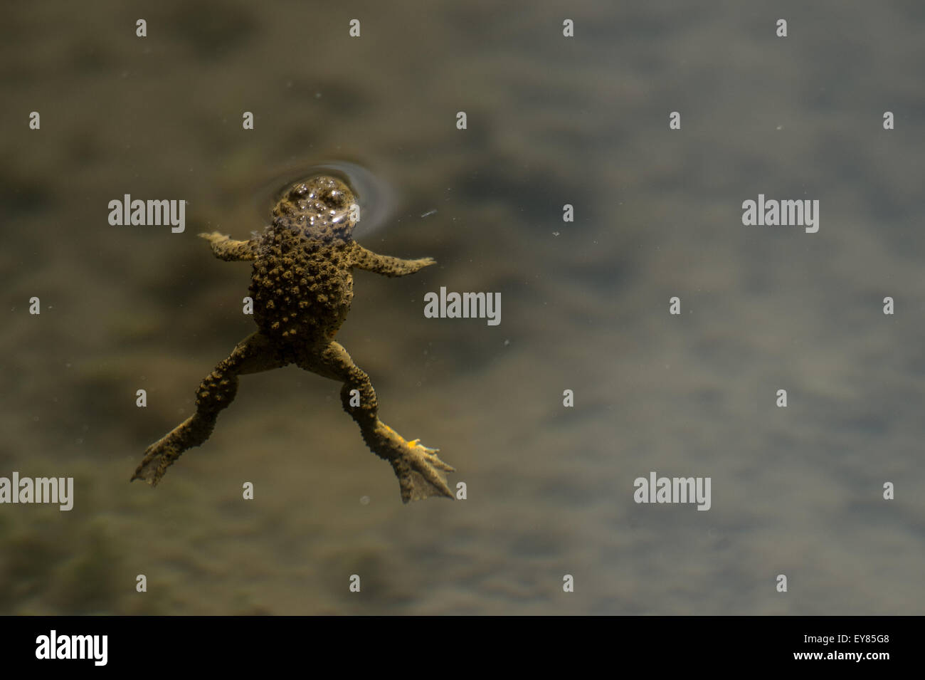 Yellow bellied toad (bombina variegata) hi-res stock photography and ...