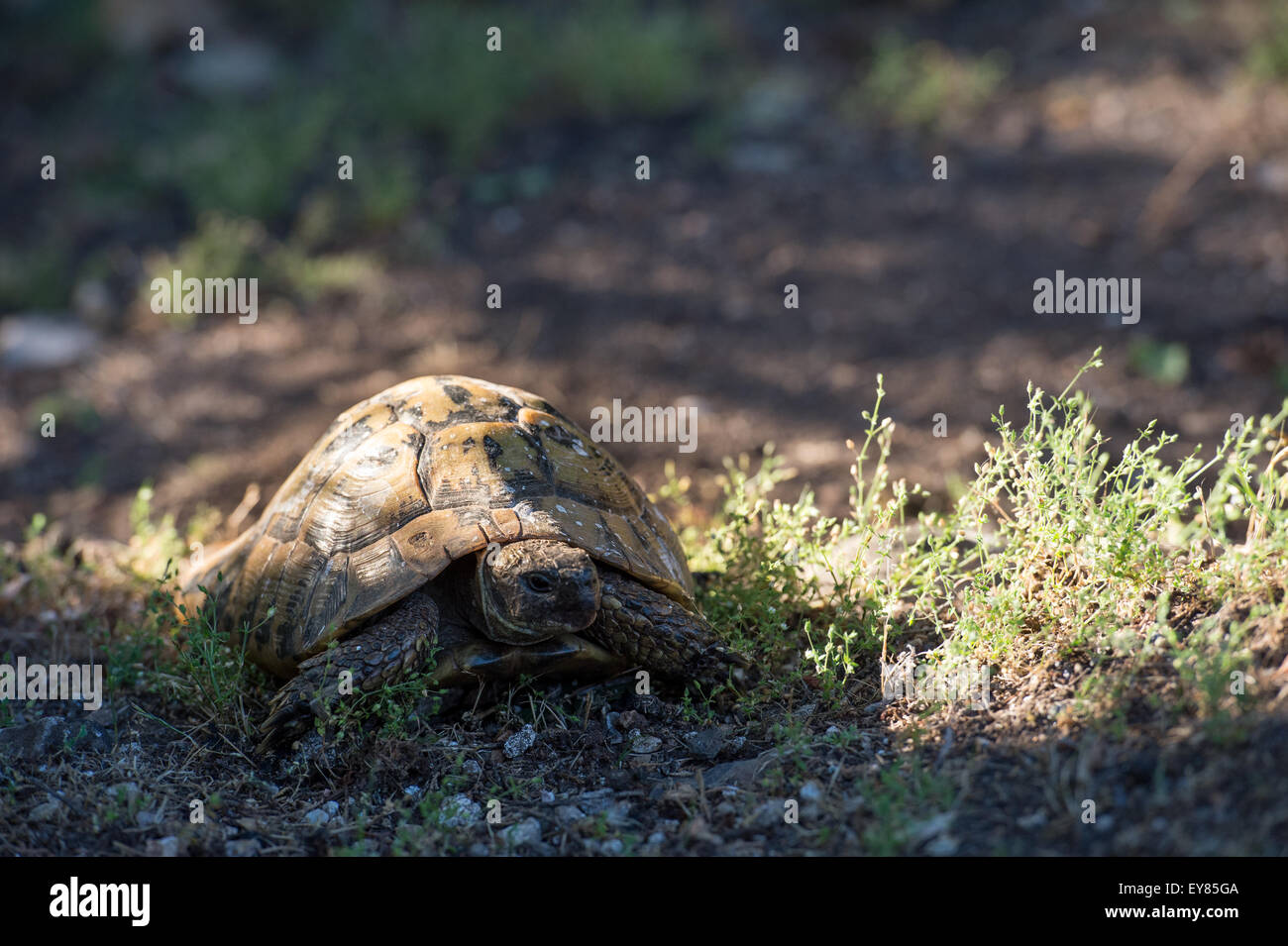 Greek Tortoise, Testudo graeca, Tustudinidae, Golem Grad Island, Prespa ...