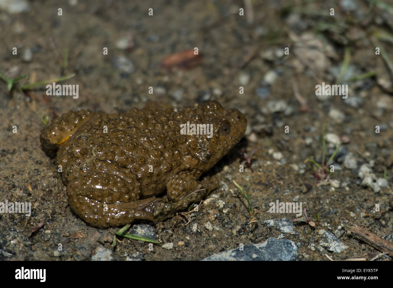 Yellow-bellied toad, Bombina variegata, Bombinatoridae, Voskopoja ...