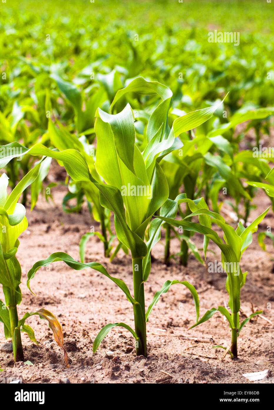 Corn sapling hi-res stock photography and images - Alamy