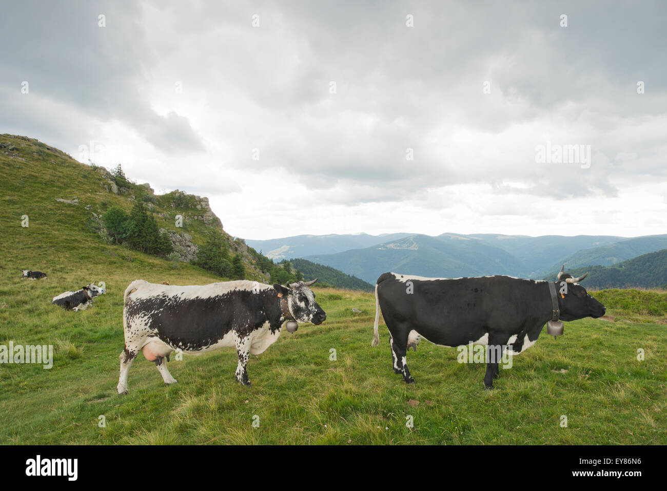 Vosges cattle (Bos primigenius taurus), rare endangered breed of cattle ...