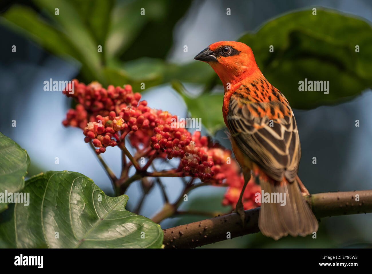 Red Fody (Foudia madagascariensis), captive, native to Madagascar Stock ...