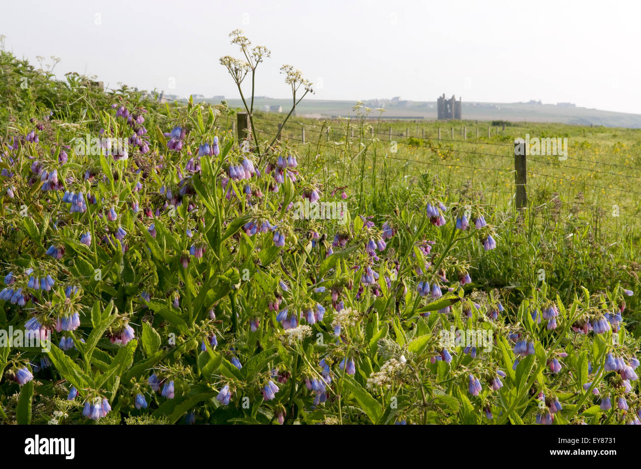 Wild flowers in a meadow in the Scottish Highlands Stock Photo - Alamy