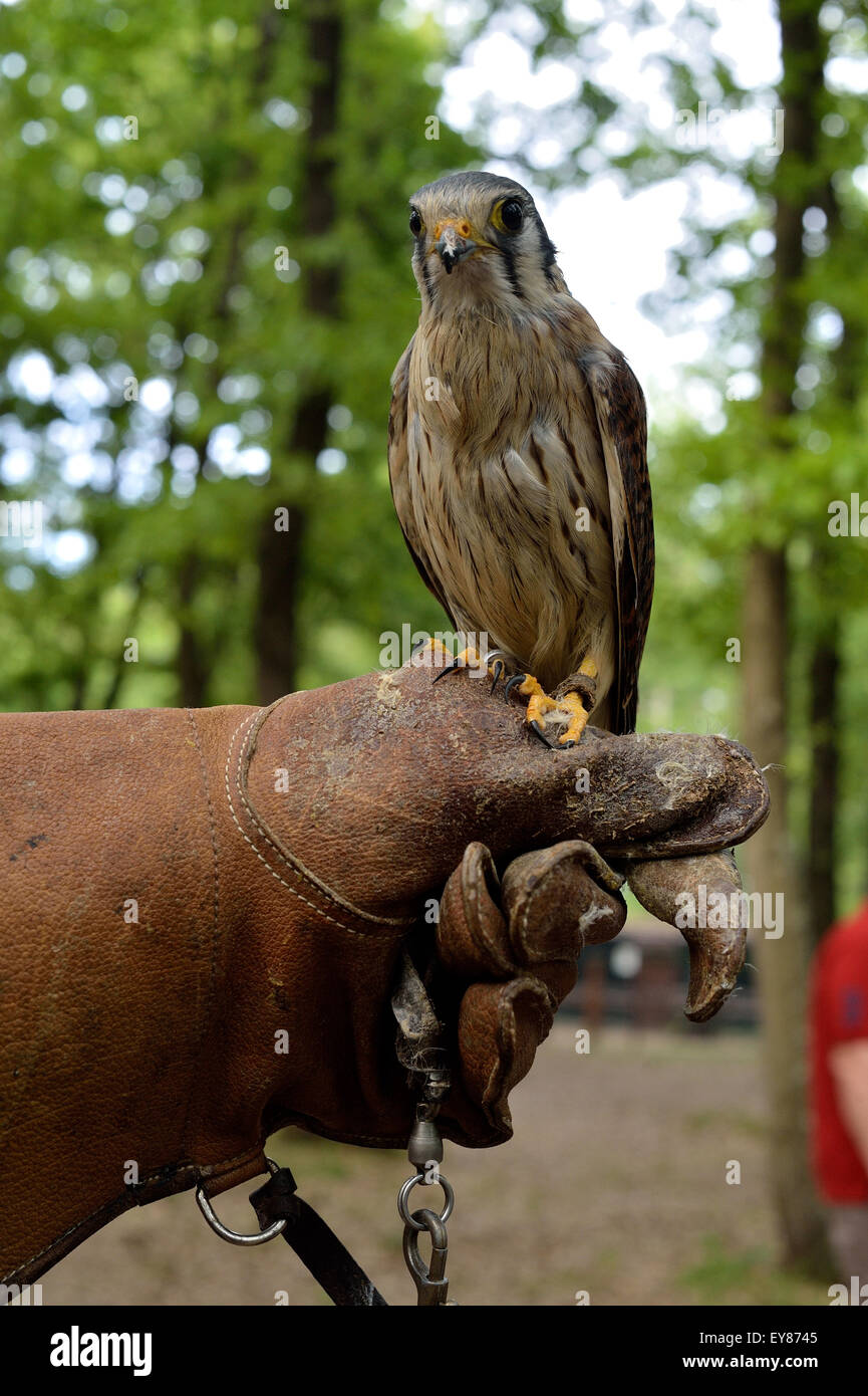 Falconidae hi-res stock photography and images - Alamy