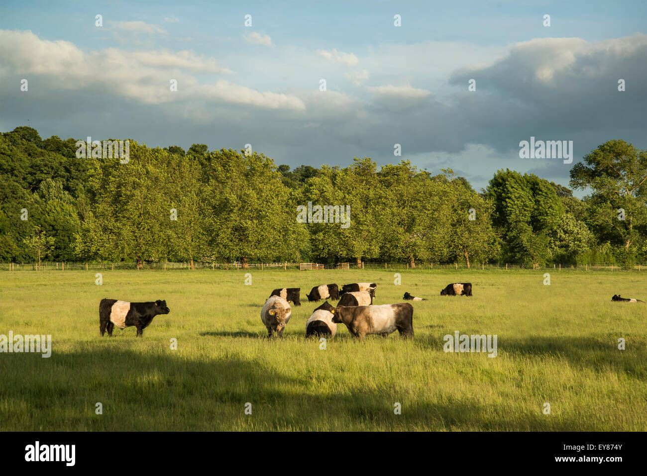 Cows in fields landscape on Summer evening in England Stock Photo - Alamy