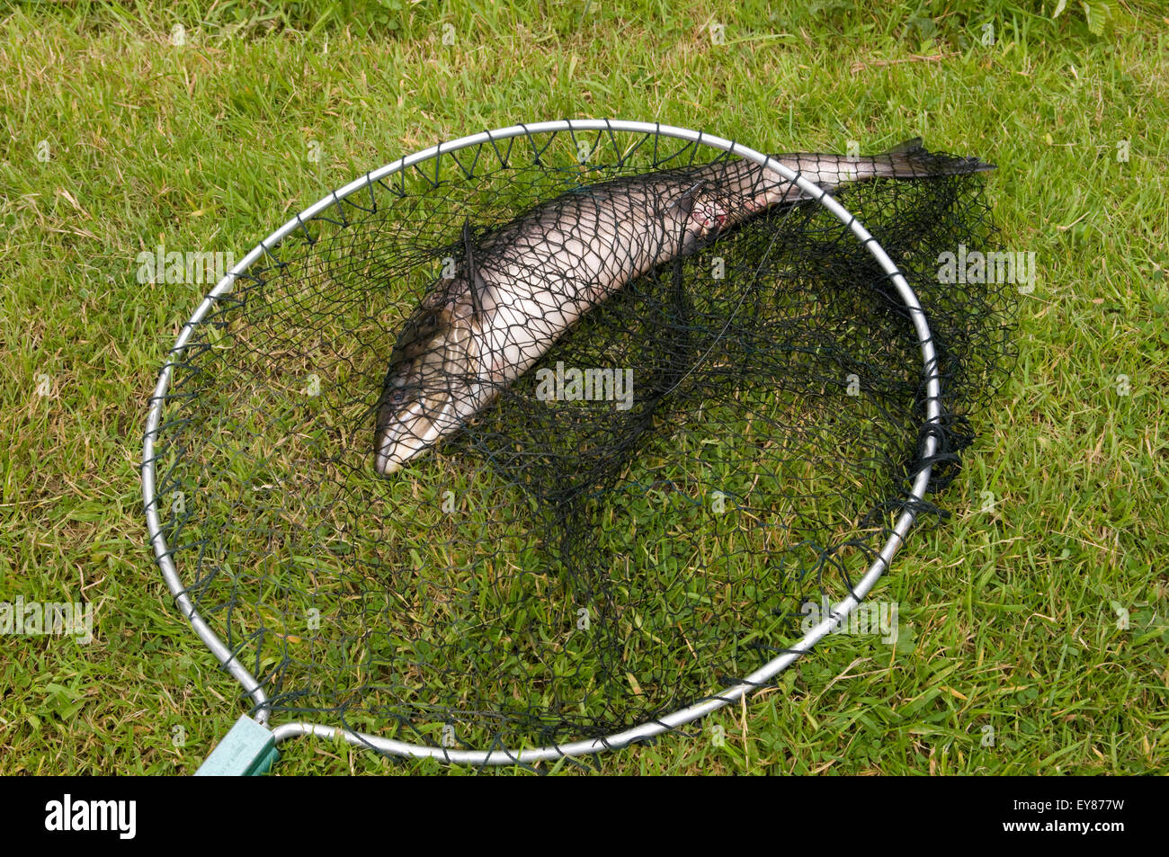 Net caught salmon hi-res stock photography and images - Alamy