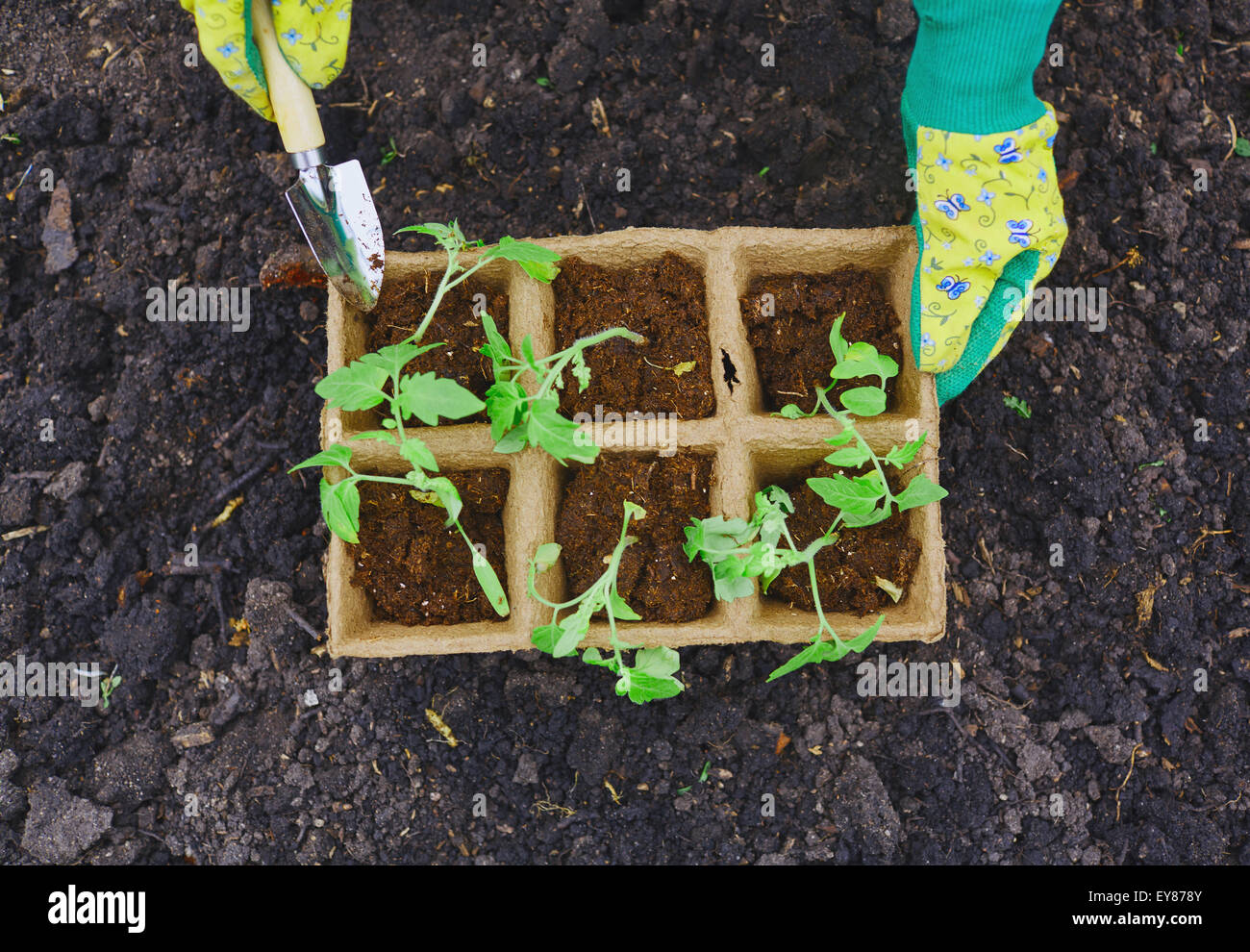Female farmer with small gardening tool replanting sprouts Stock Photo ...