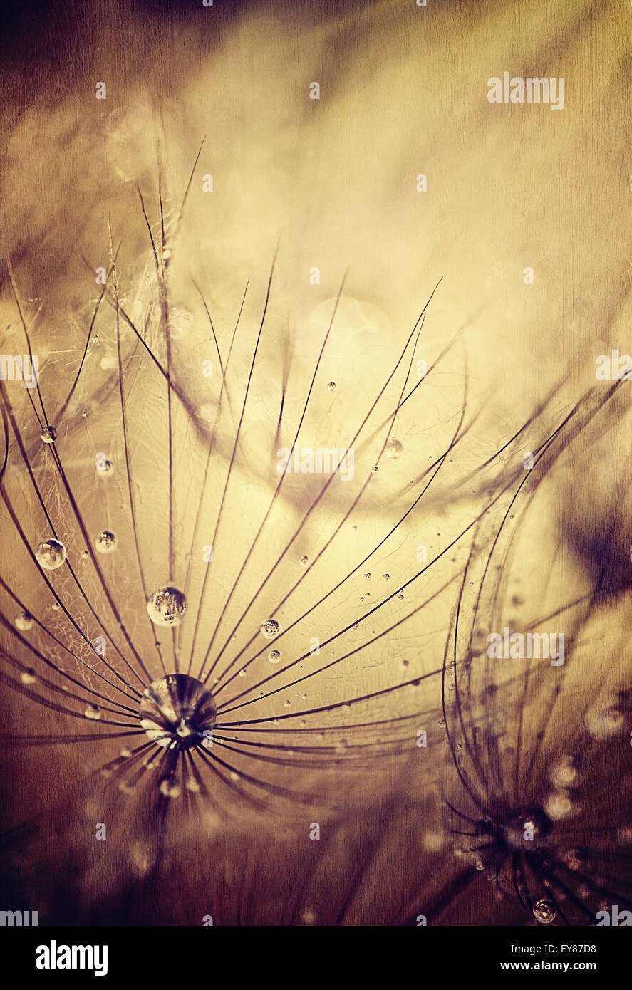 Dandelion flowers background, grunge abstract natural backdrop, dew ...