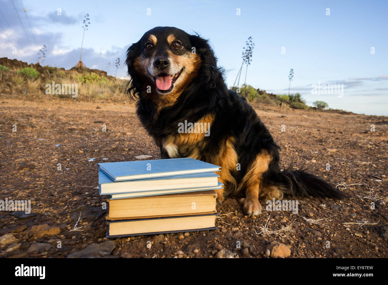Reading a book with her labrador hi-res stock photography and images ...