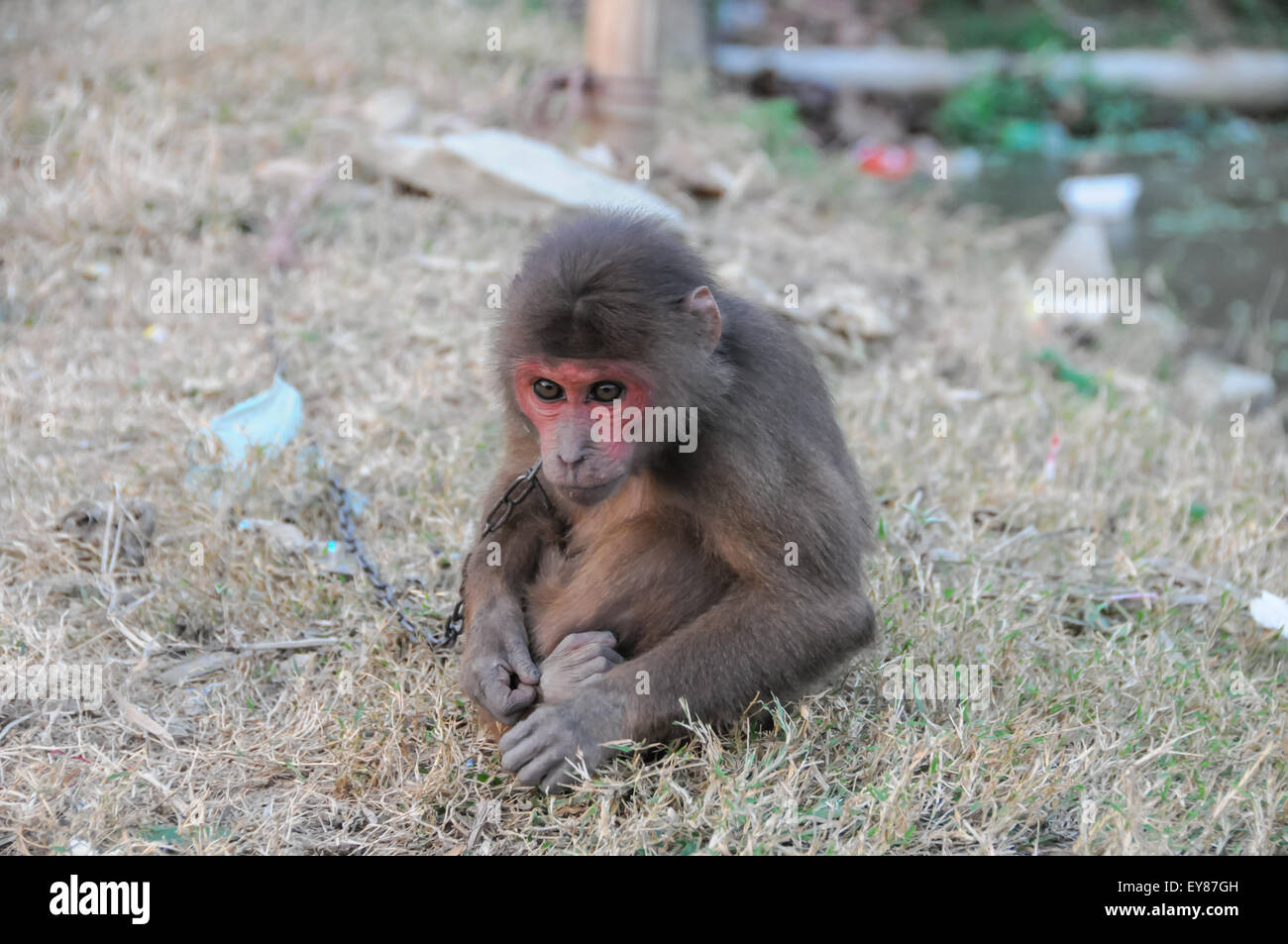 Monkey in Chains in Vietnam Stock Photo - Alamy