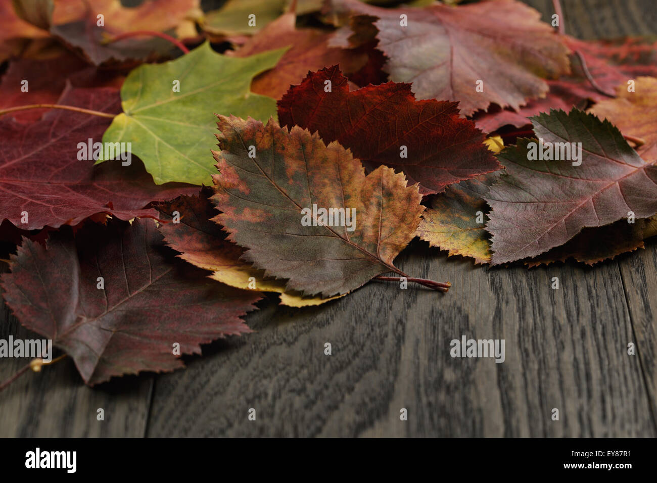 Beautiful yellow autumn hawthorn leaves hi-res stock photography and ...