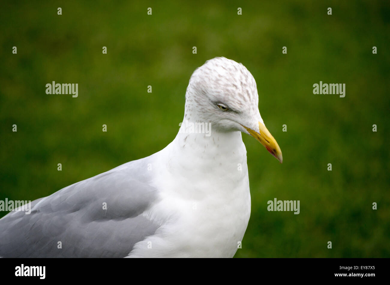 Close up profile of a Herring Gull, commonly known as a seagull, with ...
