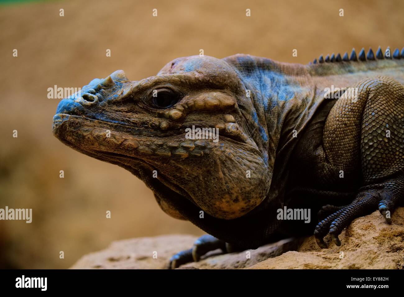 Cameleon High Resolution Stock Photography and Images - Alamy