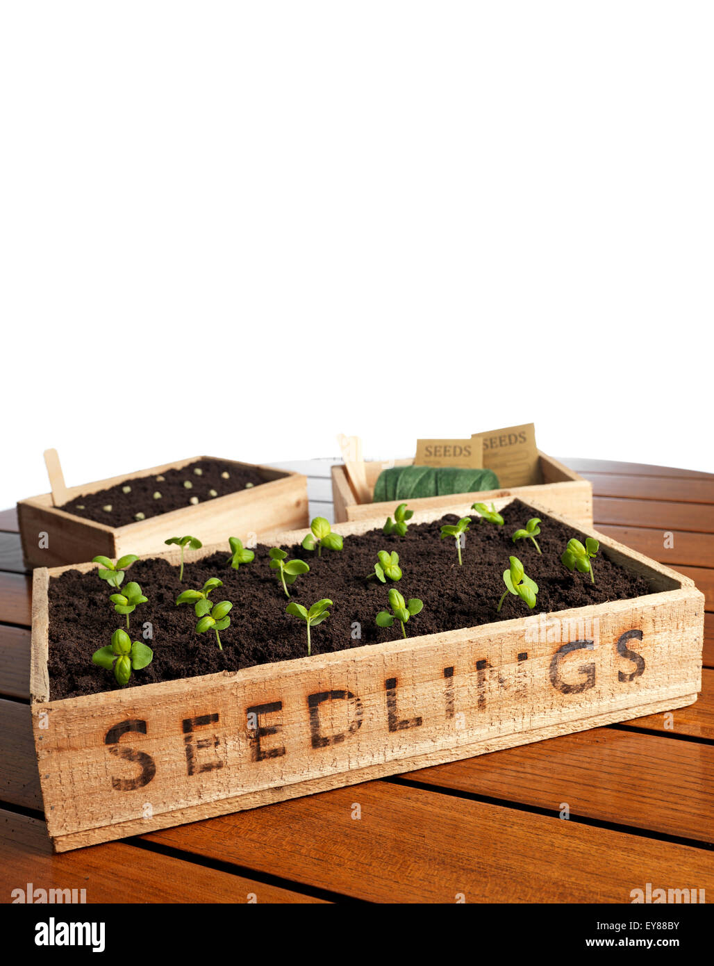 Seedling sequence hi-res stock photography and images - Alamy
