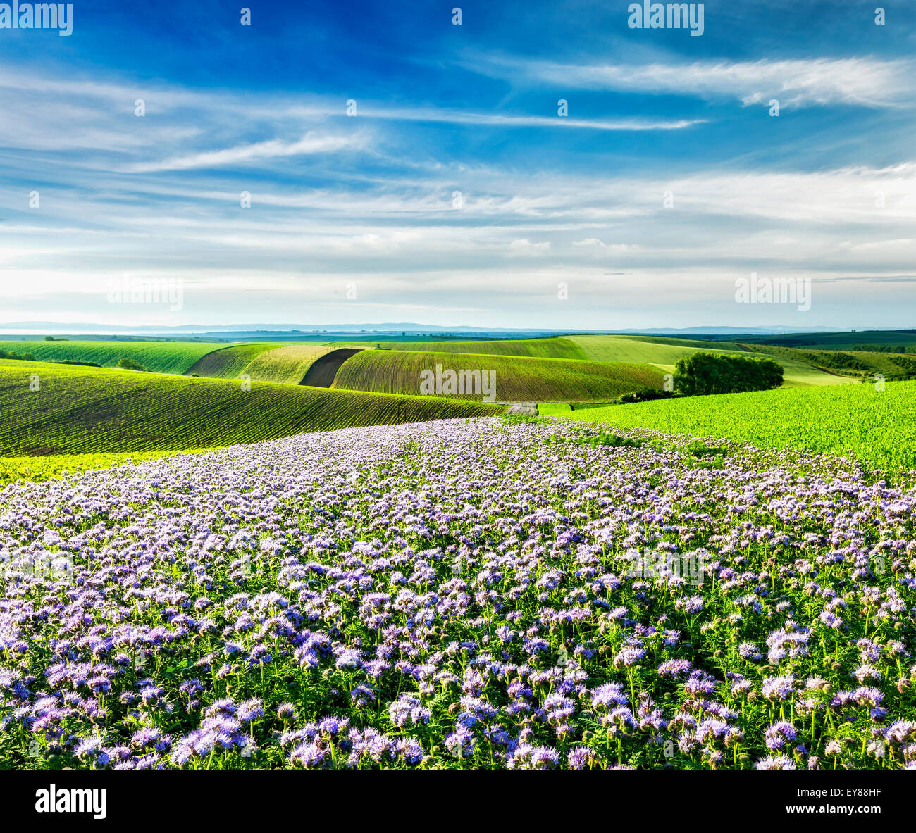 South moravia czech flower hi-res stock photography and images - Alamy