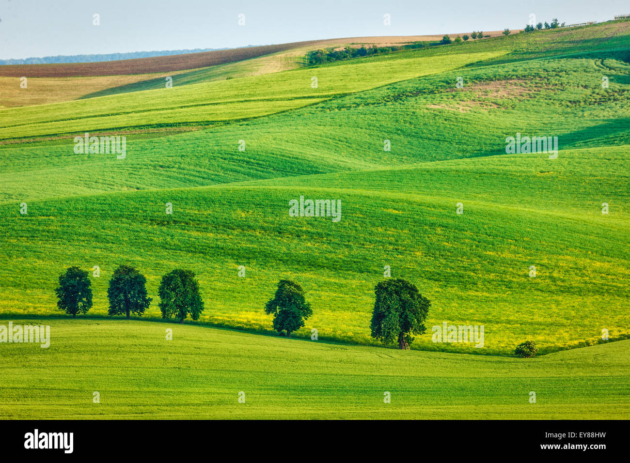 Tree rolling landscape moravia hi-res stock photography and images - Alamy