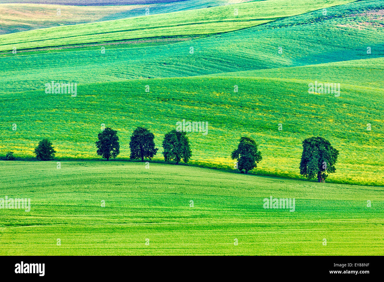 Moravian rolling landscape with trees. South Moravia, Czech Republic ...