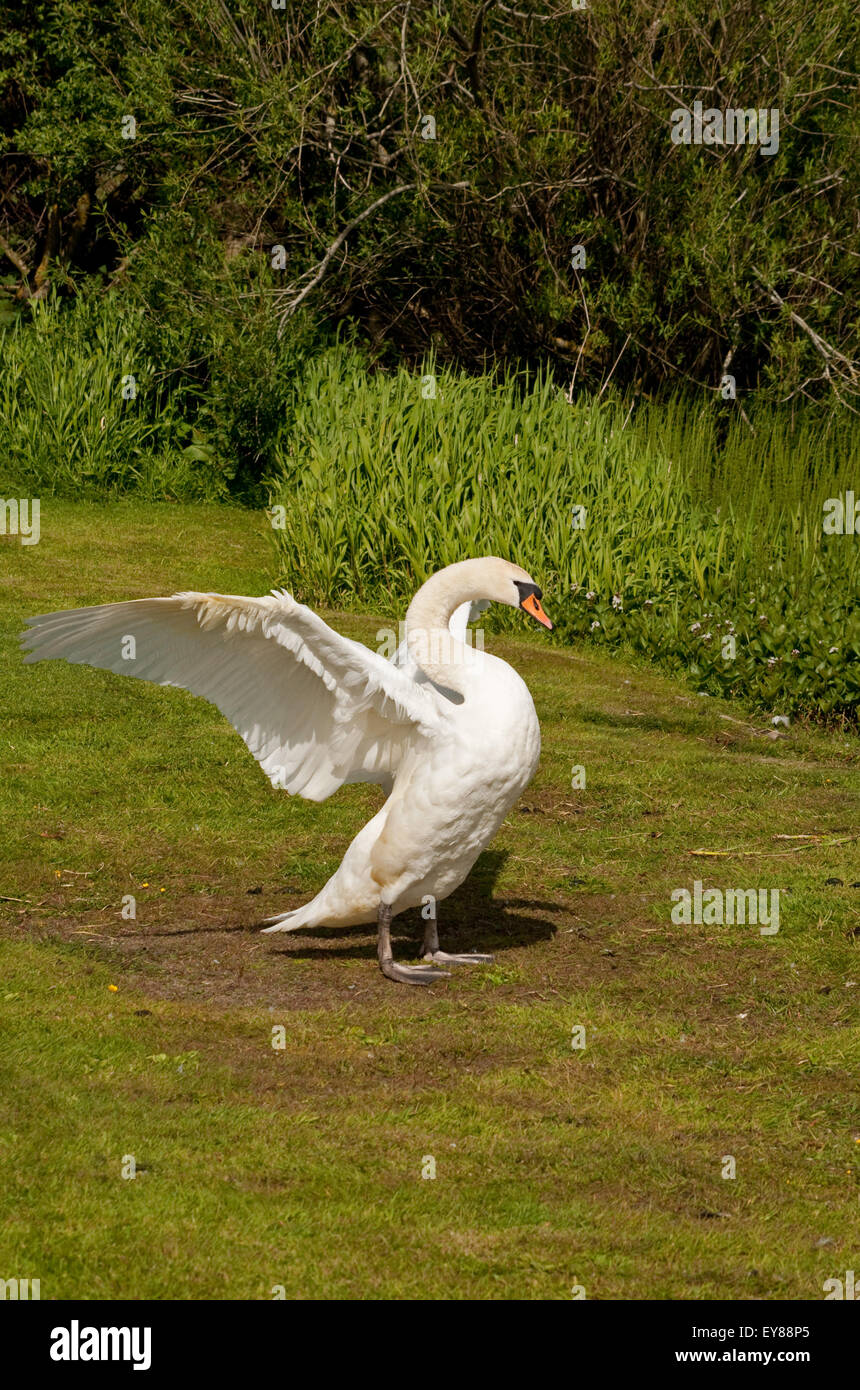 Adult Mute Swan stretching its wings Stock Photo - Alamy