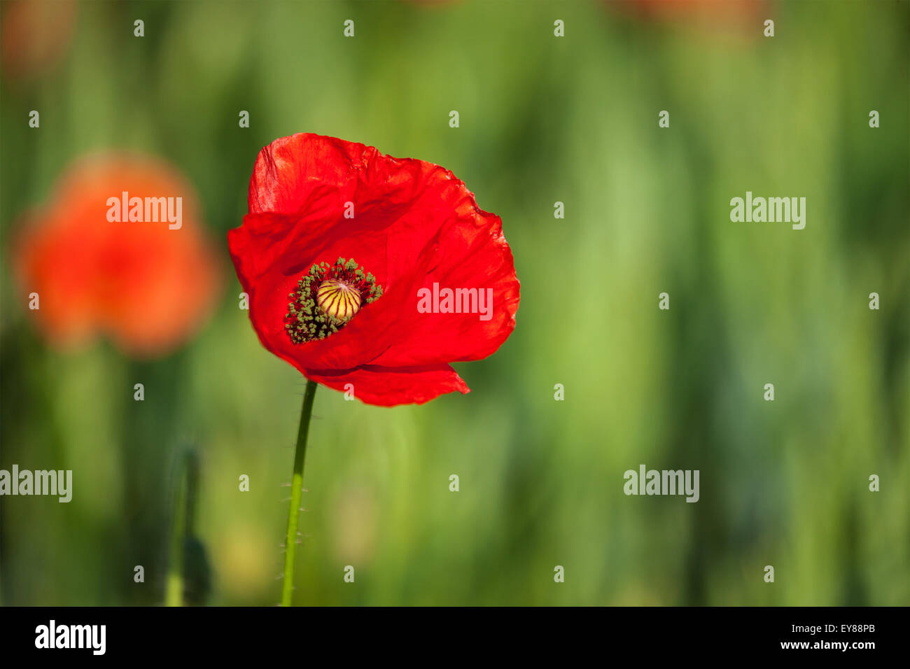 South moravia czech flower hi-res stock photography and images - Alamy