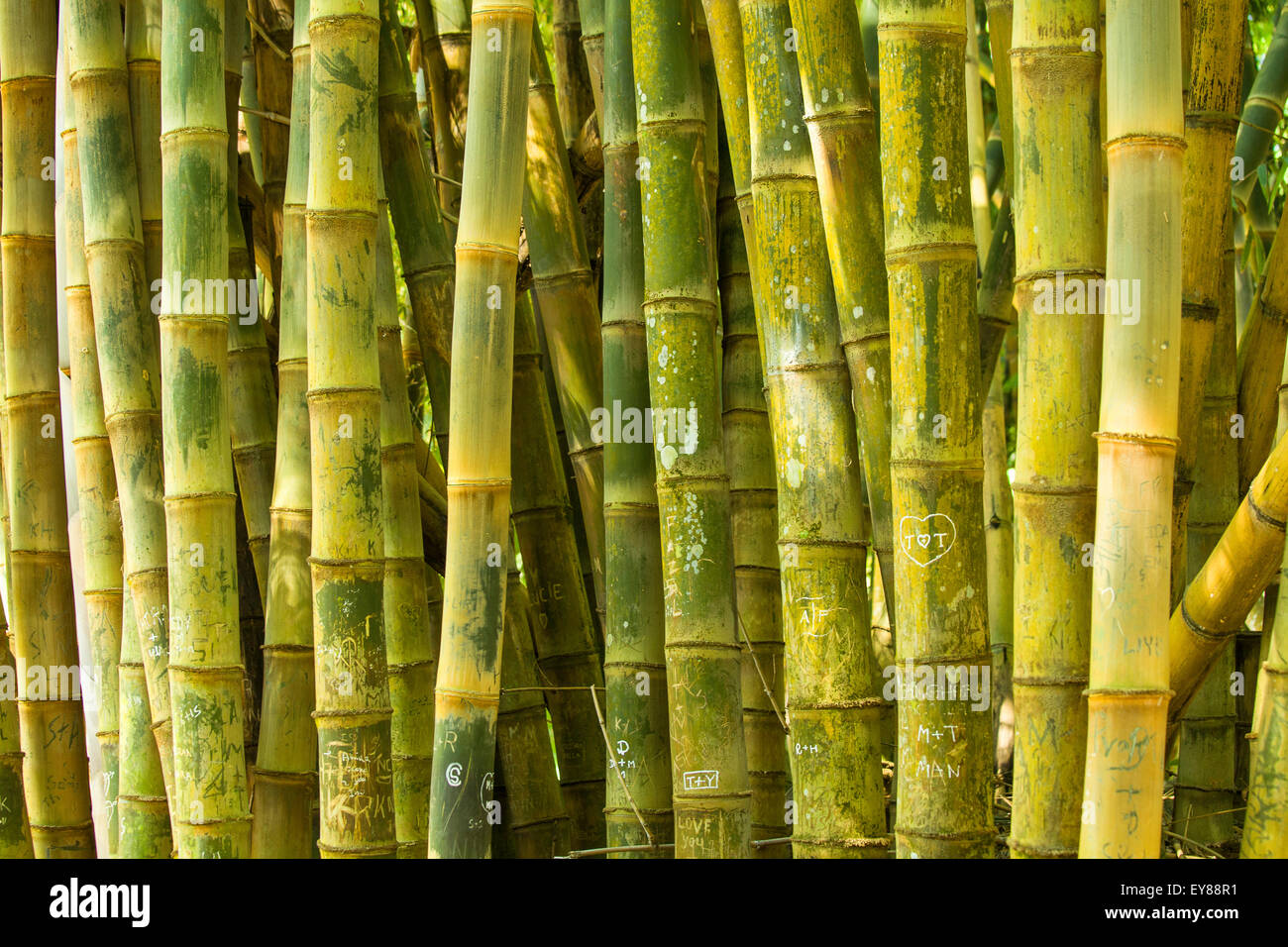 Bamboo stalks in close up Stock Photo - Alamy