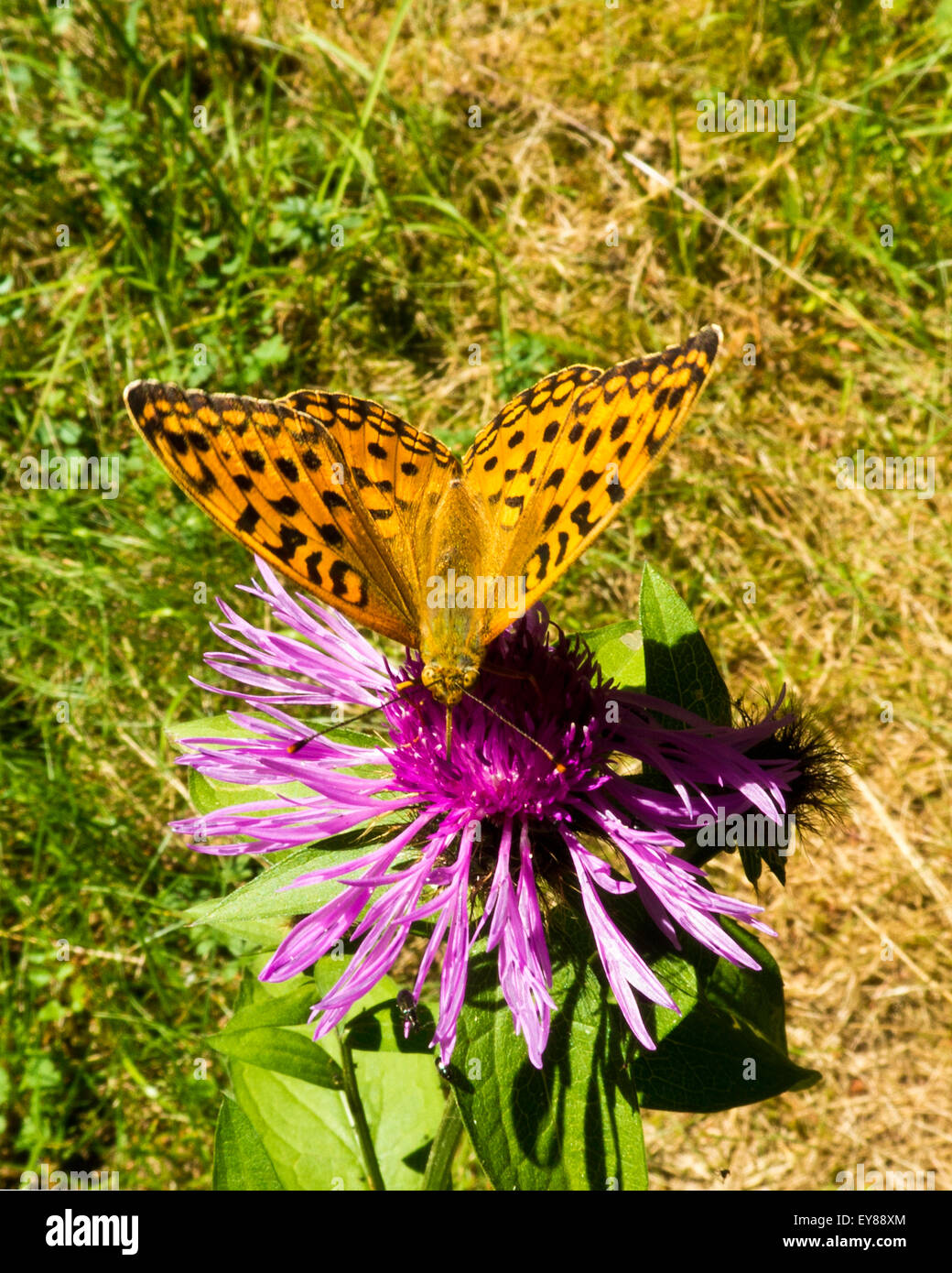 butterfly to flower Stock Photo - Alamy