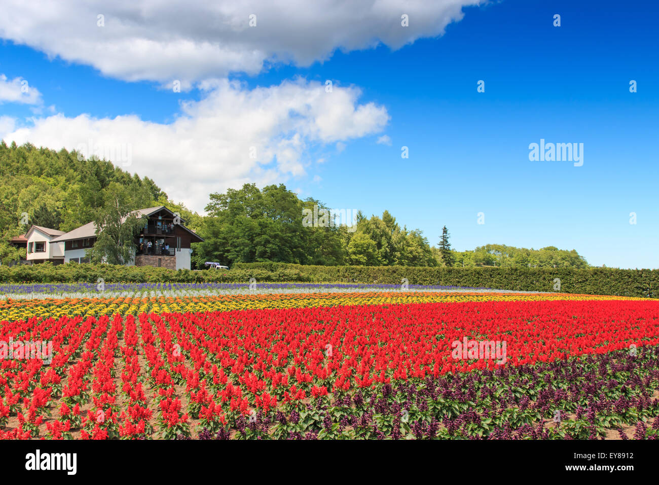 Furano, Japan - July 8,2015: flowers of the Tomita farm in Hokkaido ...