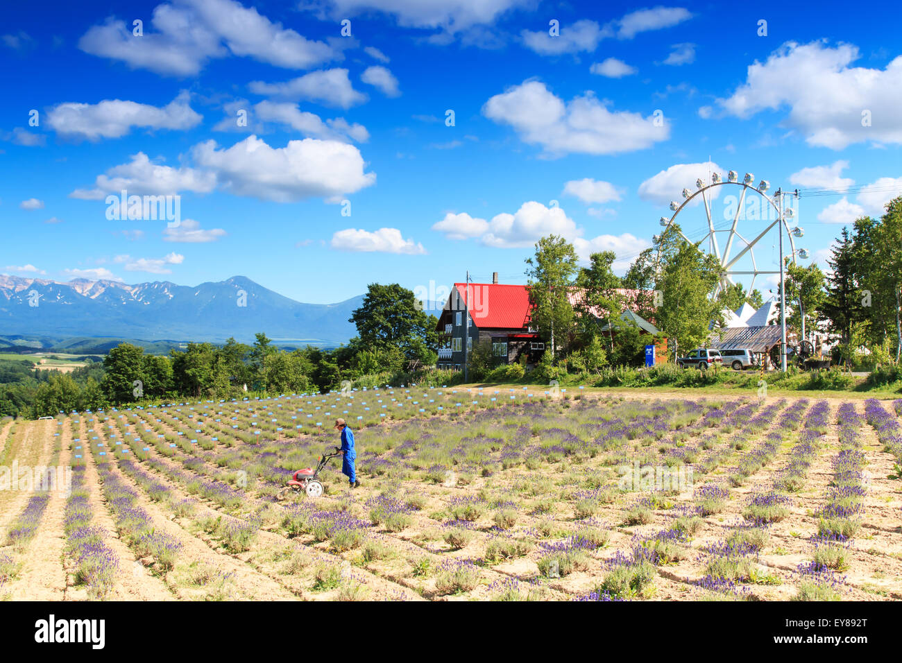 Furano, Japan - July 8,2015: Farmer working in a lavender field in ...