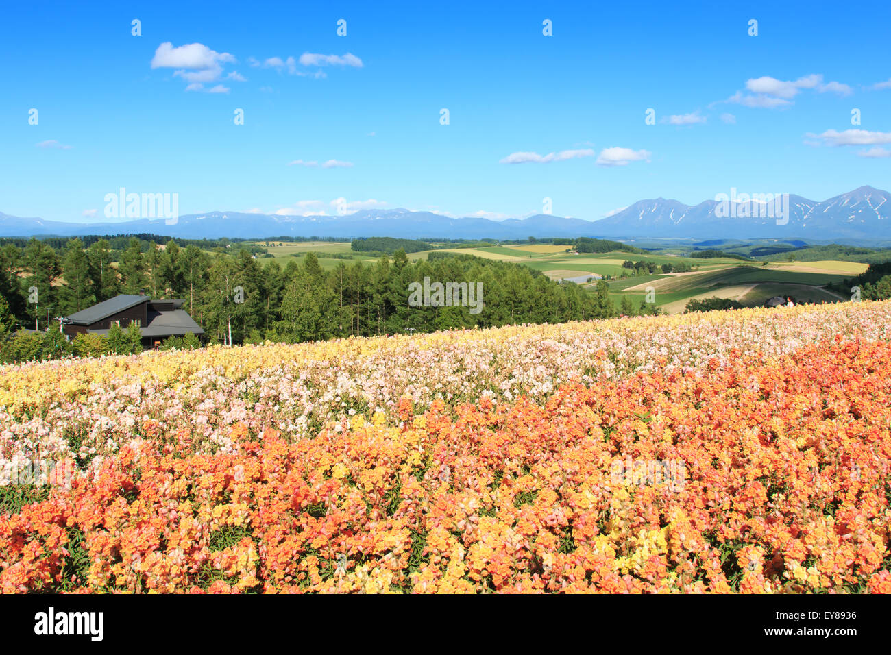 Flower garden in Kamifurano, with mountain view in Furano, Hokkaido ...