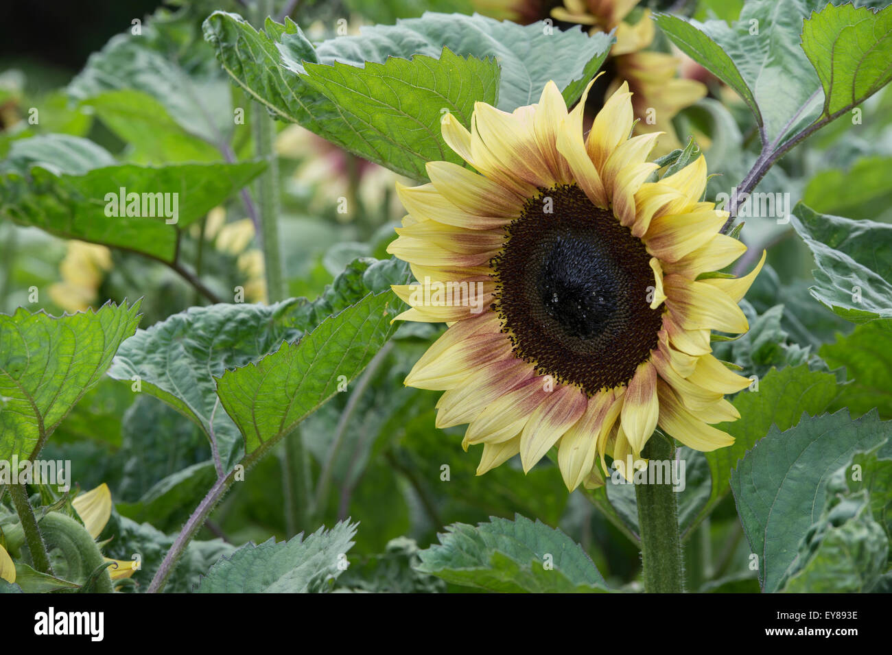 Sunflower procut red lemon bicolor hi-res stock photography and images ...