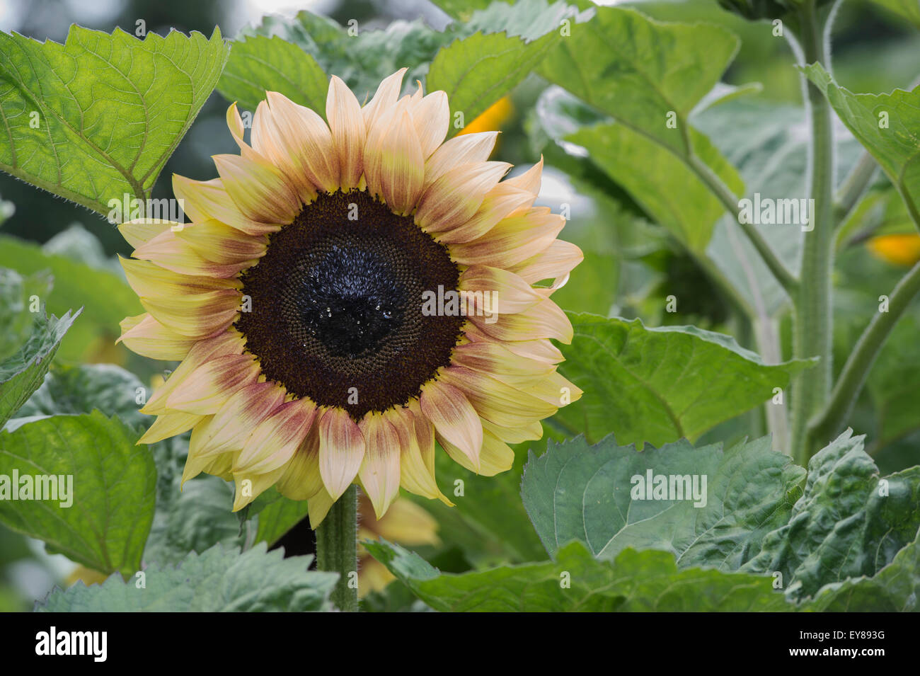 Helianthus annuus. Sunflower ’Procut Red Lemon Bicolor’ Stock Photo - Alamy