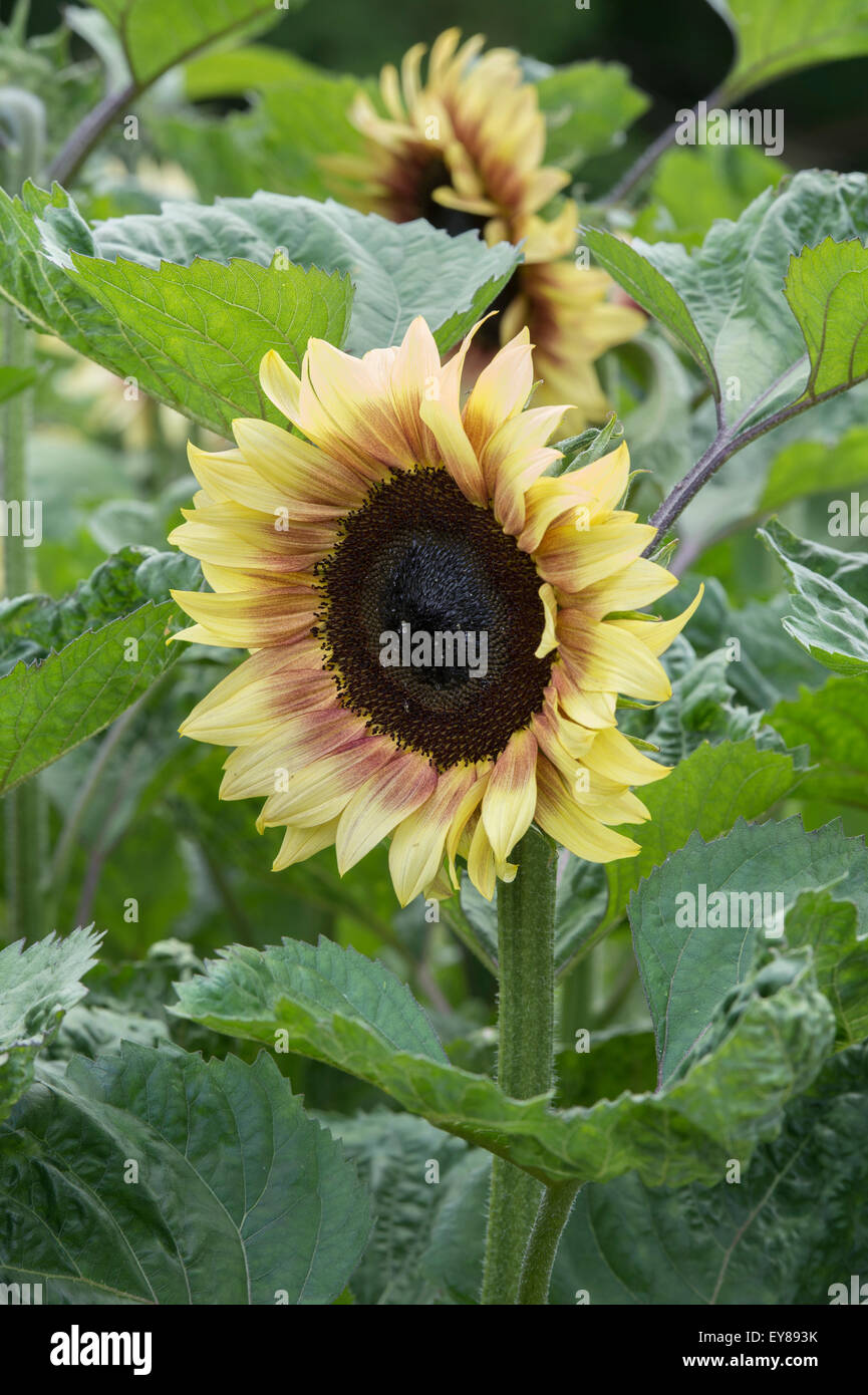 Helianthus annuus. Sunflower ’Procut Red Lemon Bicolor’ Stock Photo - Alamy
