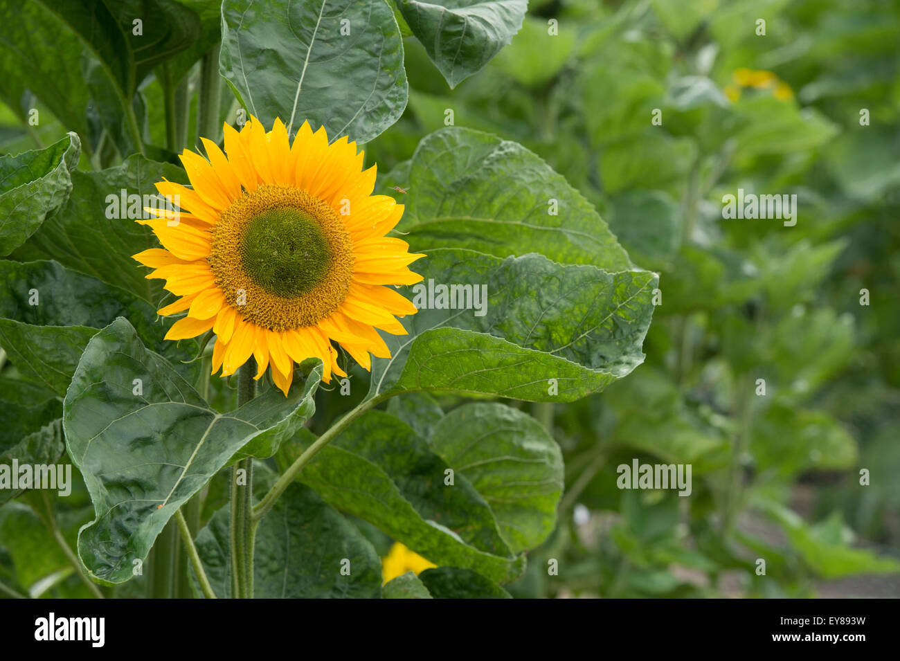 Gold sunflower hi-res stock photography and images - Alamy