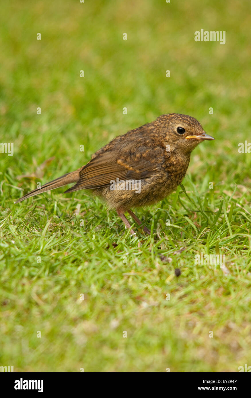 Juvenile robin hi-res stock photography and images - Alamy