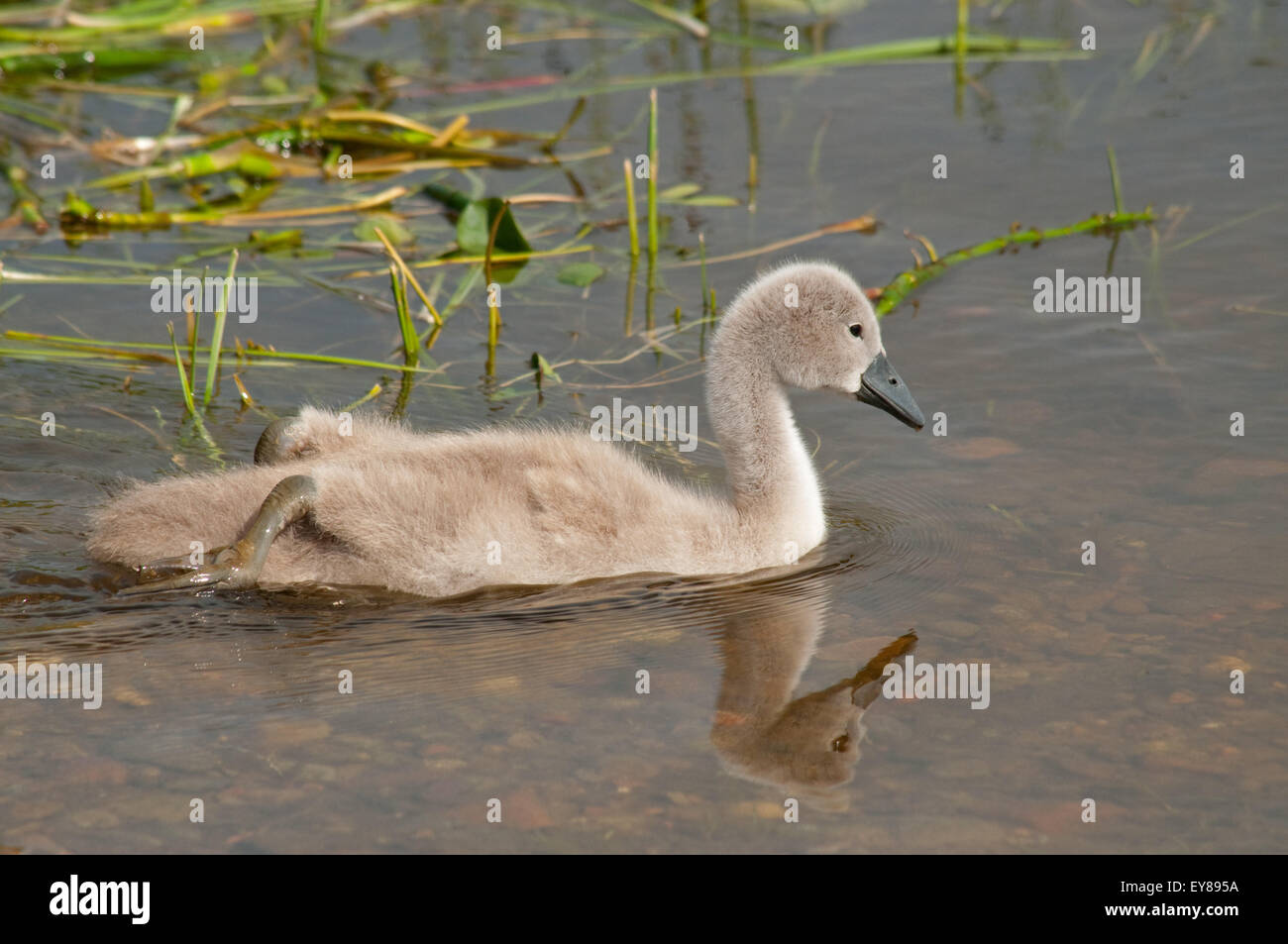 Mute Swan Cygnet taking to the water Stock Photo - Alamy