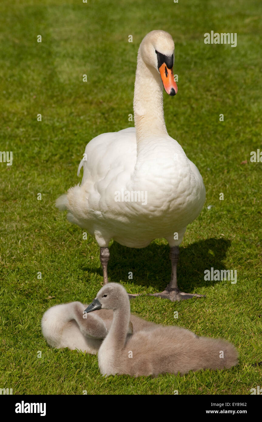 Mute Swan with two Cyngets Stock Photo - Alamy