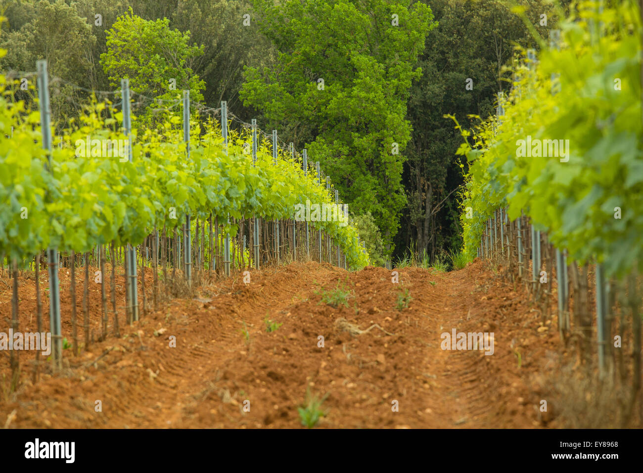 Rows of vines in a vineyard in Tuscany, Italy Stock Photo - Alamy