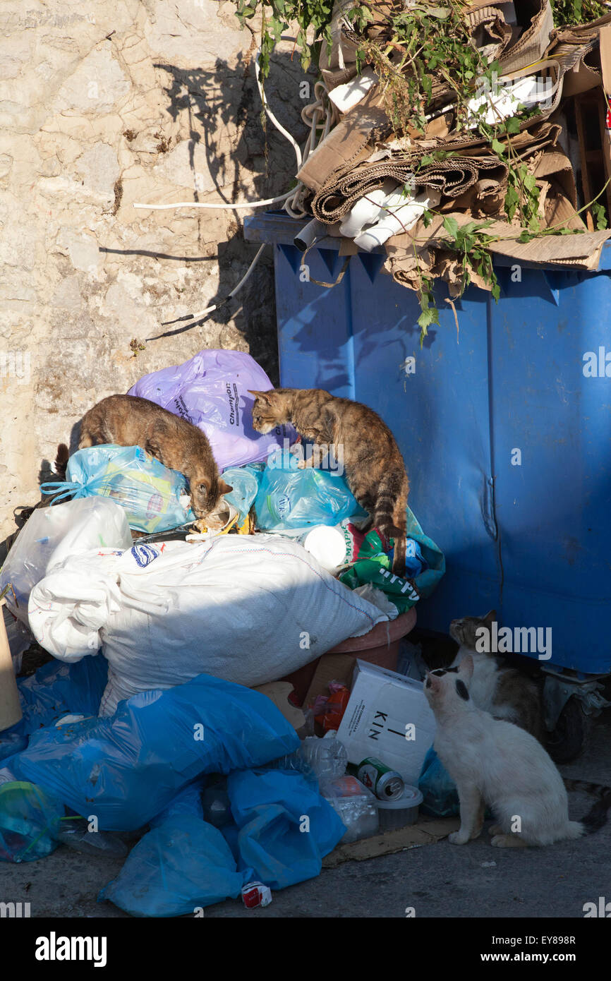 ferrol cats, cat food, cats foraging, wild cats searching for food ...