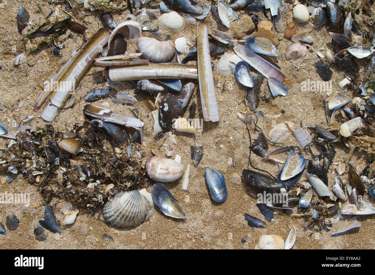 Collection of shells on beach, Normandy. France Stock Photo - Alamy