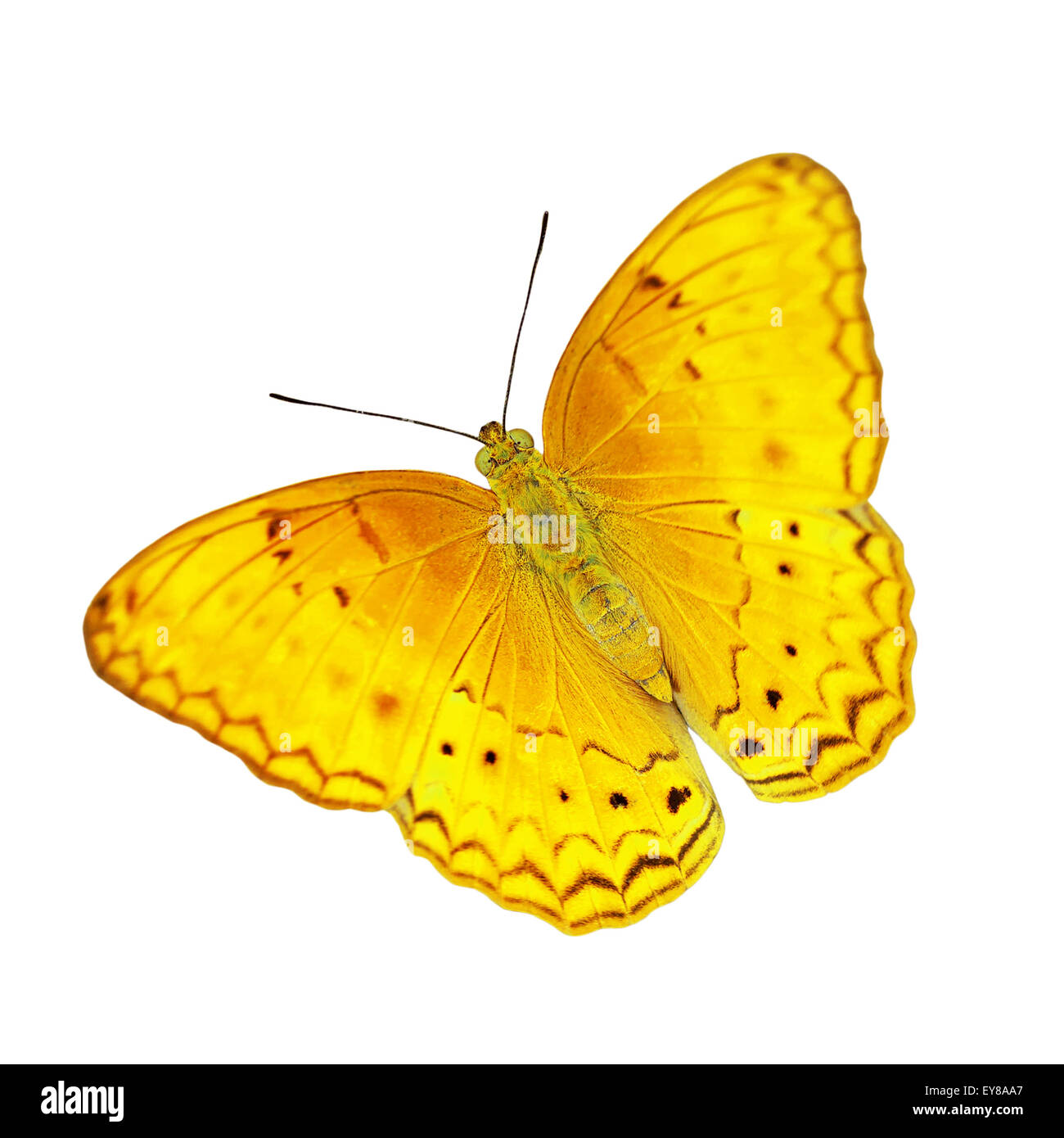 exotic yellow color butterfly isolated on white background Stock Photo ...