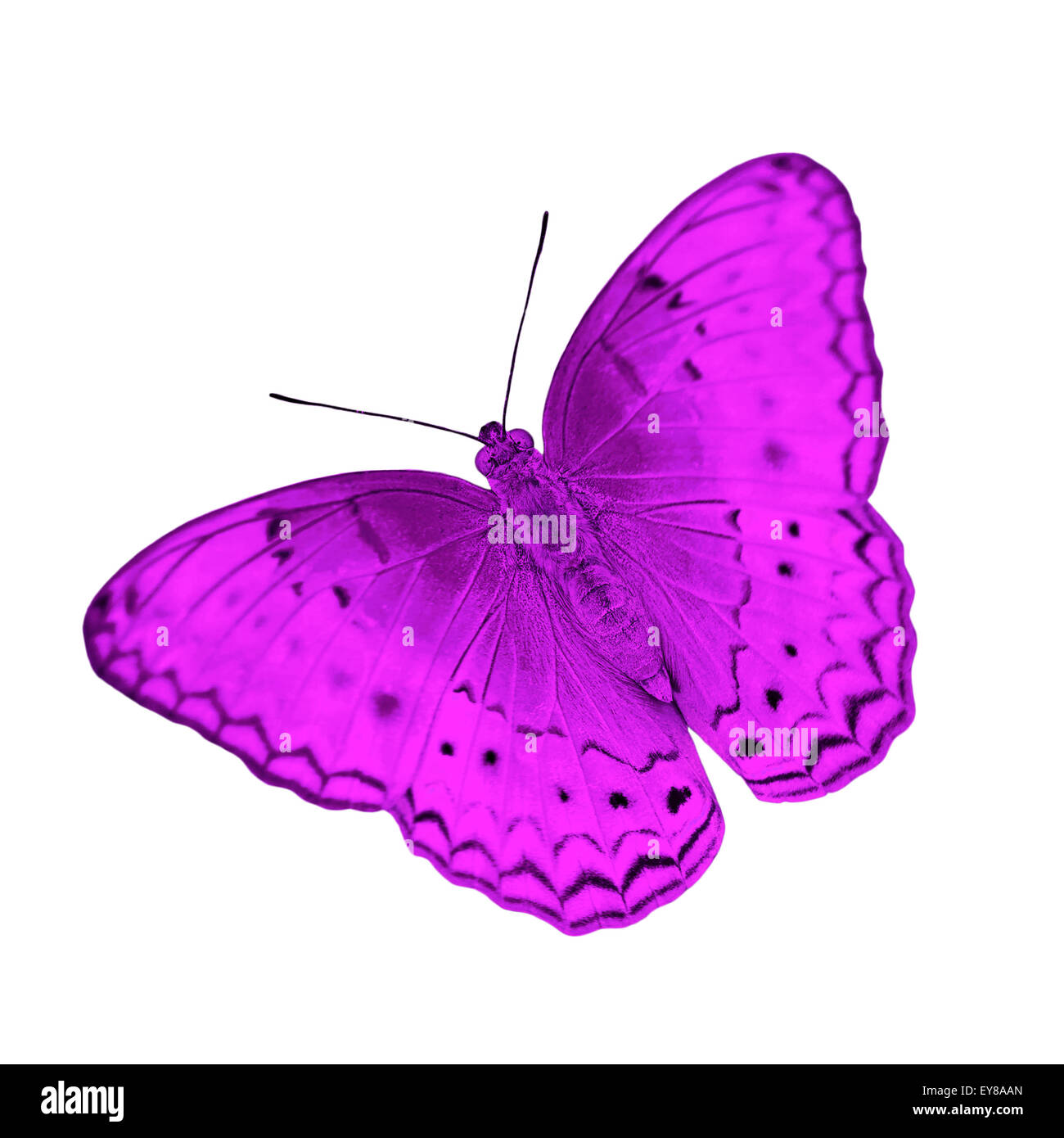 exotic purple color butterfly isolated on white background Stock Photo ...