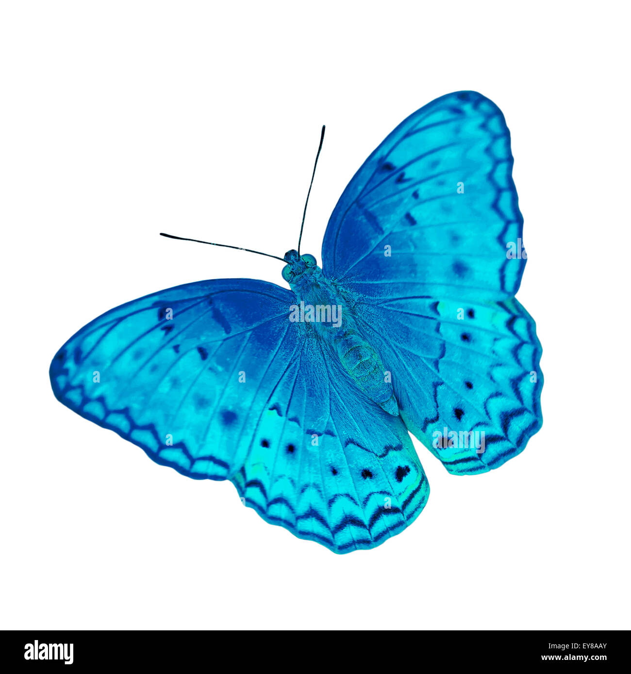exotic blue color butterfly isolated on white background Stock Photo ...