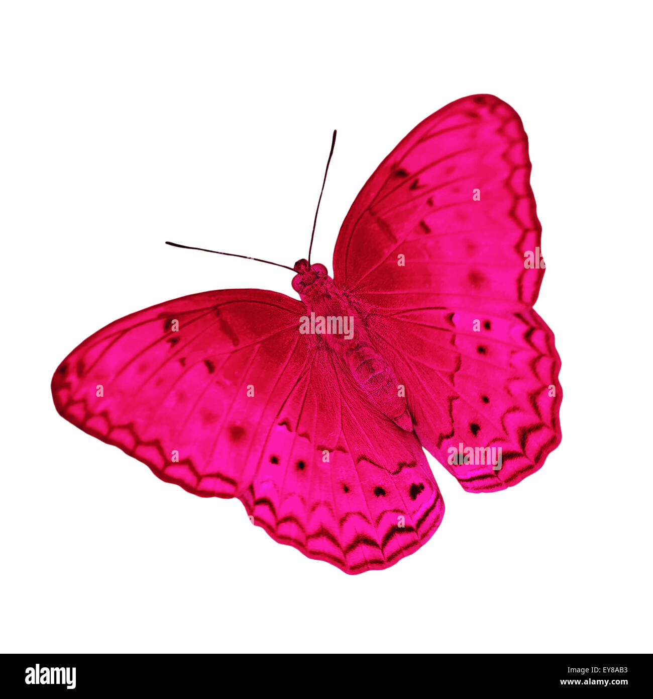 exotic blue color butterfly isolated on white background Stock Photo ...